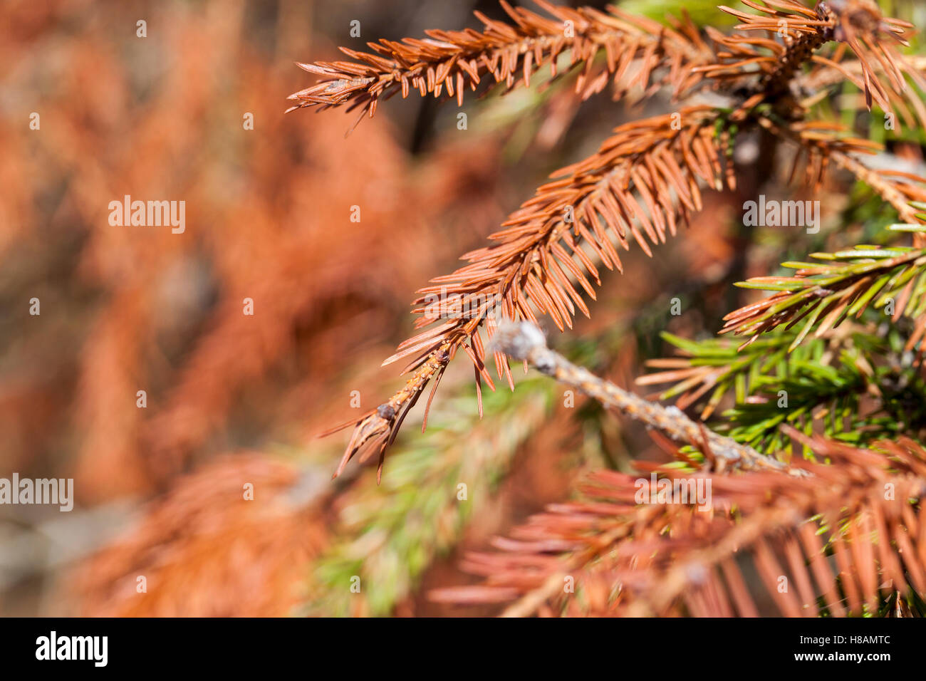 Dried pine needle hi-res stock photography and images - Alamy