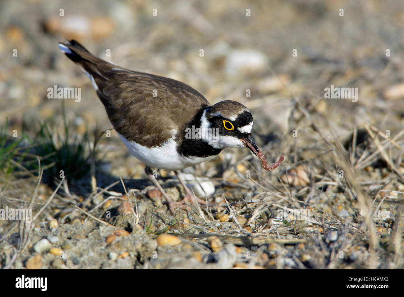 Little Ringed Plover (Charadrius dubius) with a worm in its beak, Lake ...