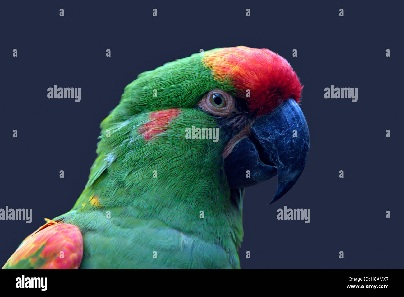 Red-fronted Macaw (Ara rubrogenys), Dortmund, Germany Stock Photo - Alamy