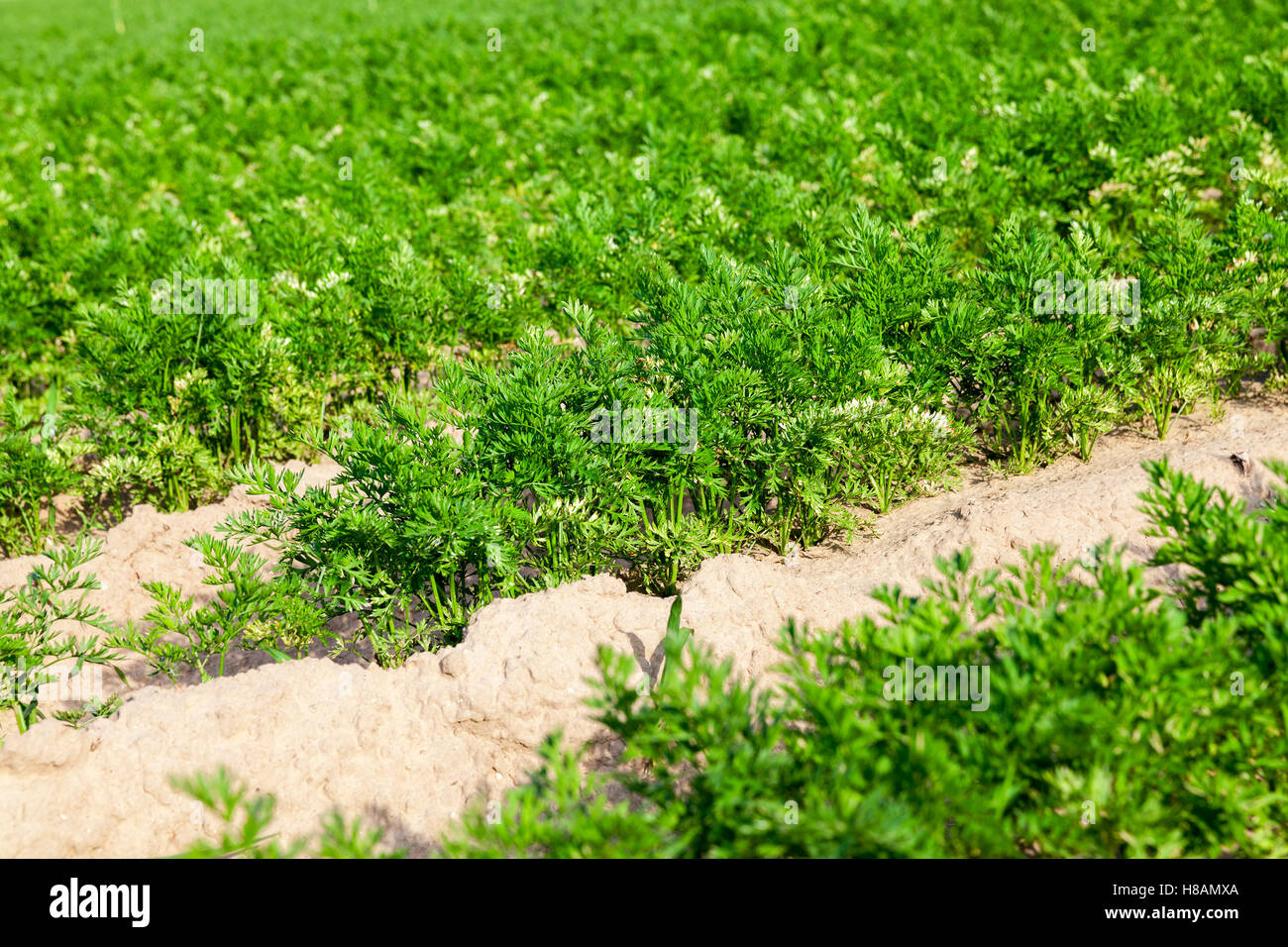 Carrot field seed hi-res stock photography and images - Alamy