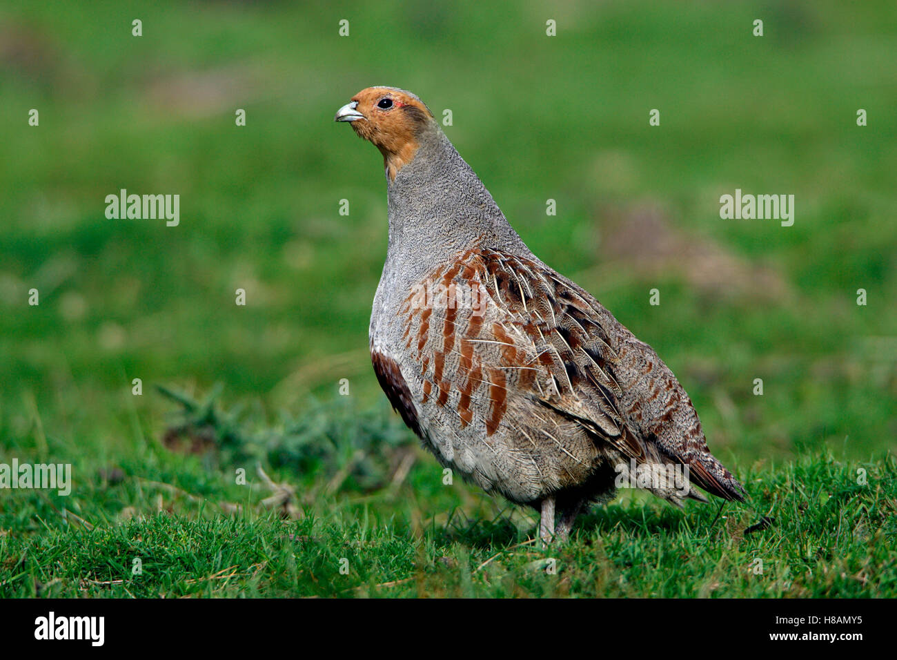 European Partridge (Perdix perdix) male, Northumberland, England Stock ...