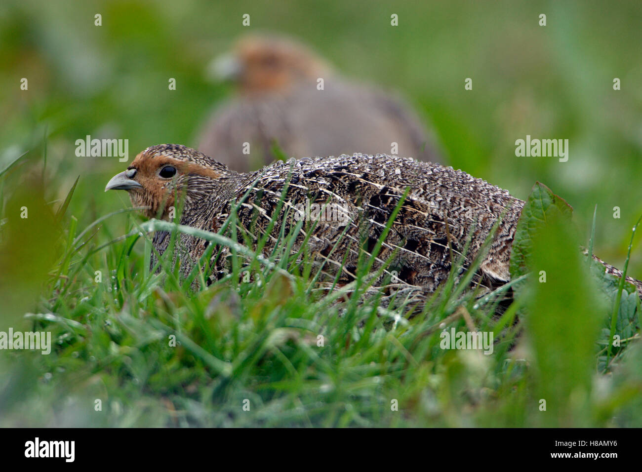 European Partridge (Perdix perdix) female huddled in a meadow ...