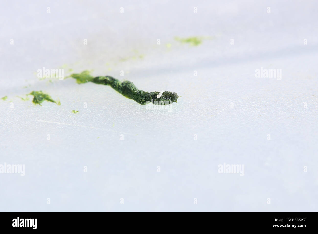 Insect feces hi-res stock photography and images - Alamy