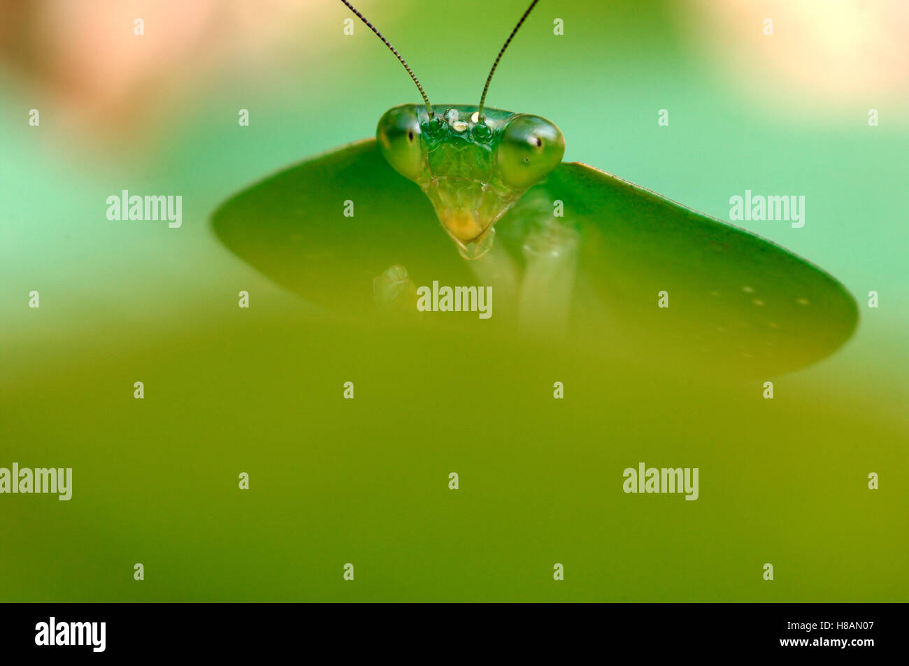 Mantid (Rhombodera sp), Laguna del Lagarto, Boca Tapada, Costa Rica ...