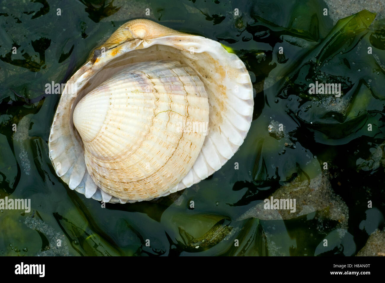 Common Cockle (Cerastoderma edule) shells on seaweed, Texel ...