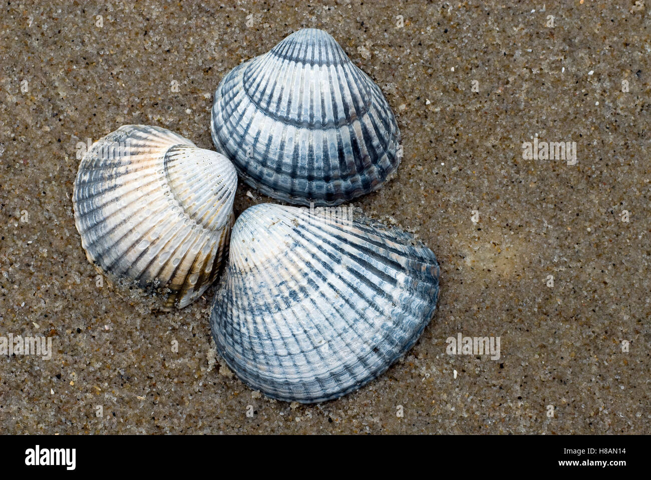 Common Cockle (Cerastoderma edule) on beach, Texel, Netherlands Stock ...