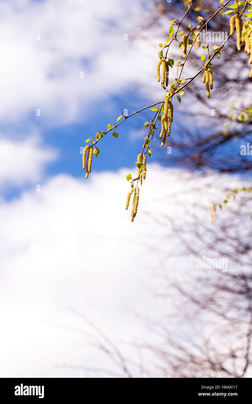 birch trees in spring Stock Photo - Alamy