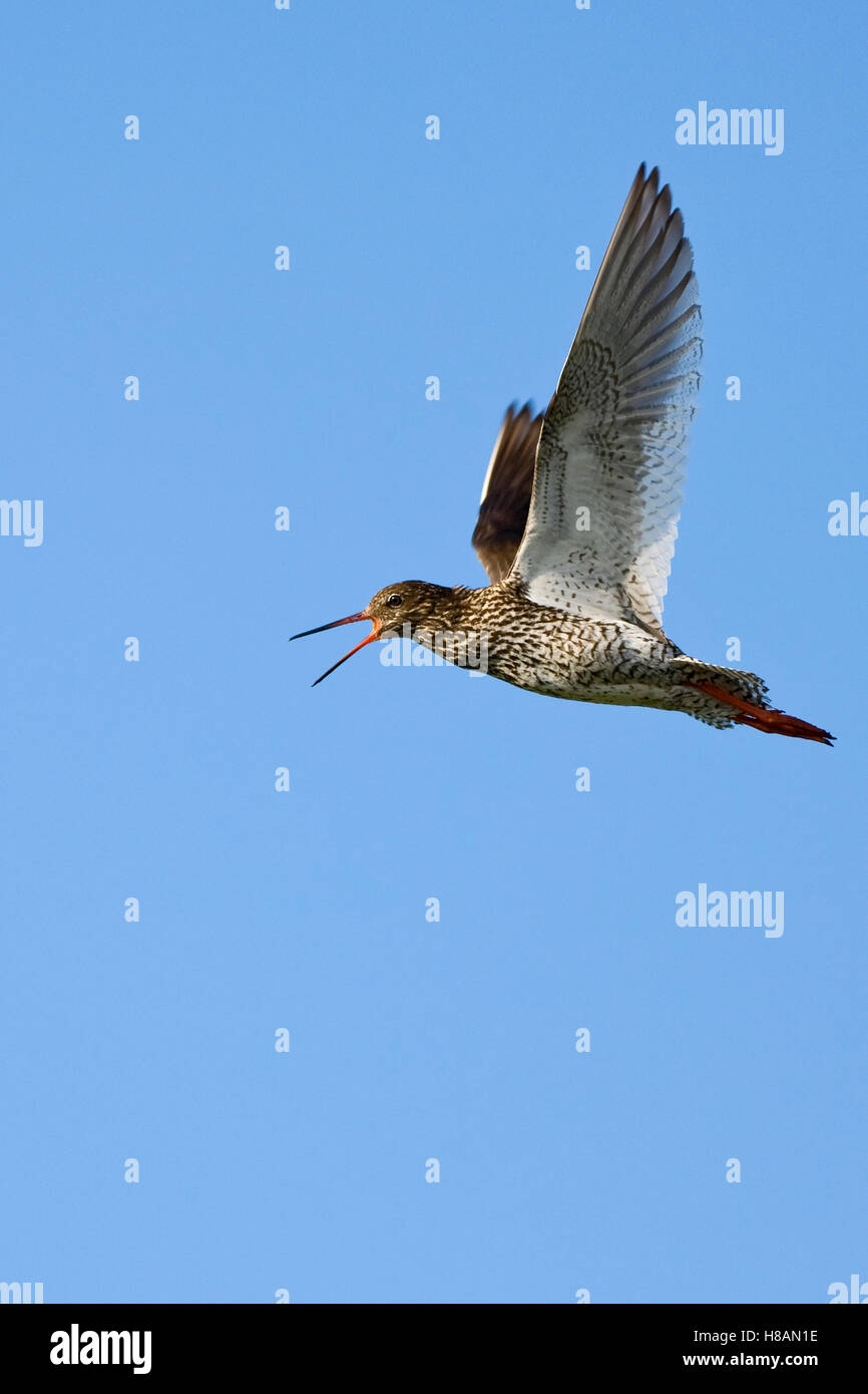 Common Redshank (Tringa totanus) flying and calling, Texel, Netherlands ...