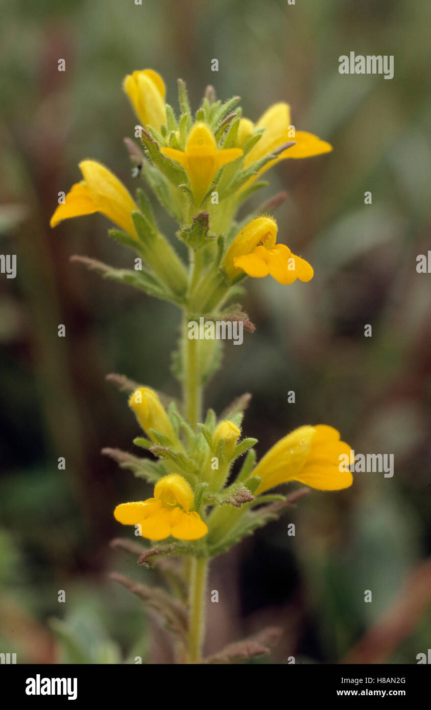 Yellow Bartsia (Parentucellia viscosa) flowers, Ijmuiden, Noord-Holland ...