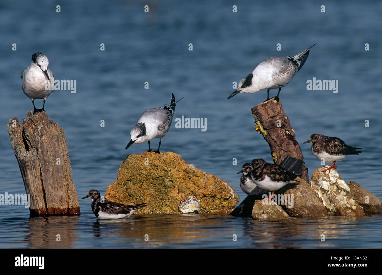 Sandwich Tern (Thalasseus sandvicensis) trio watching Ruddy Turnstones ...