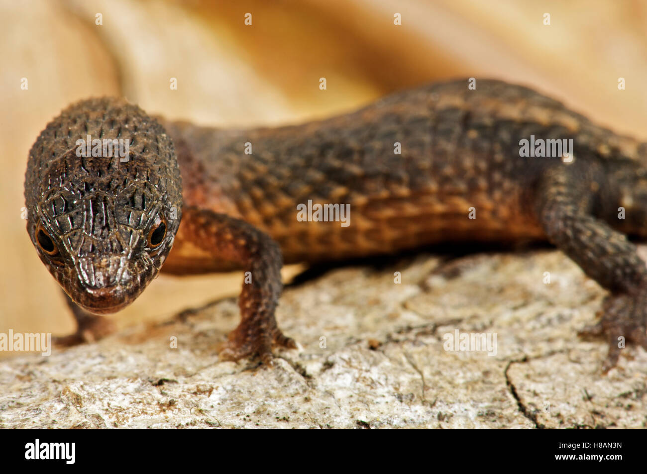 Northern Spectacled Lizard (Leposoma southi), Colon, Panama Stock Photo ...