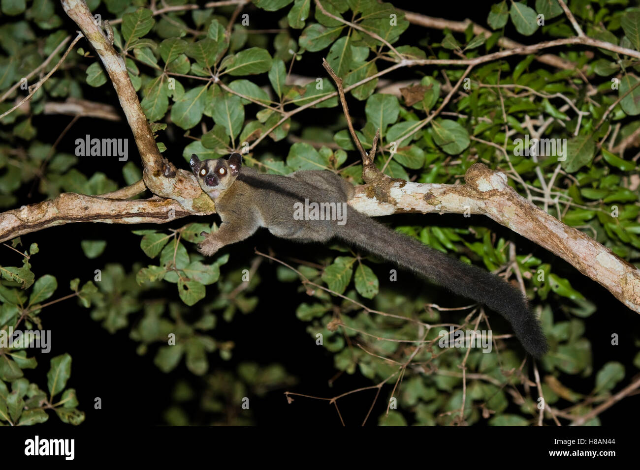 Fork-crowned Lemur (Phaner furcifer) hanging from a branch, Kirindy ...