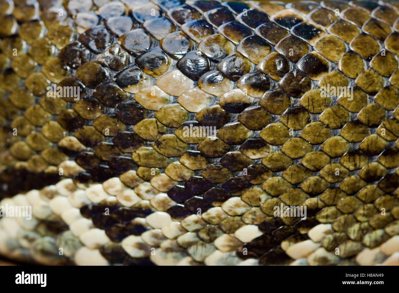 Malagasy Boa (Sanzinia madagascariensis) skin, Mandraka Reptile Farm ...
