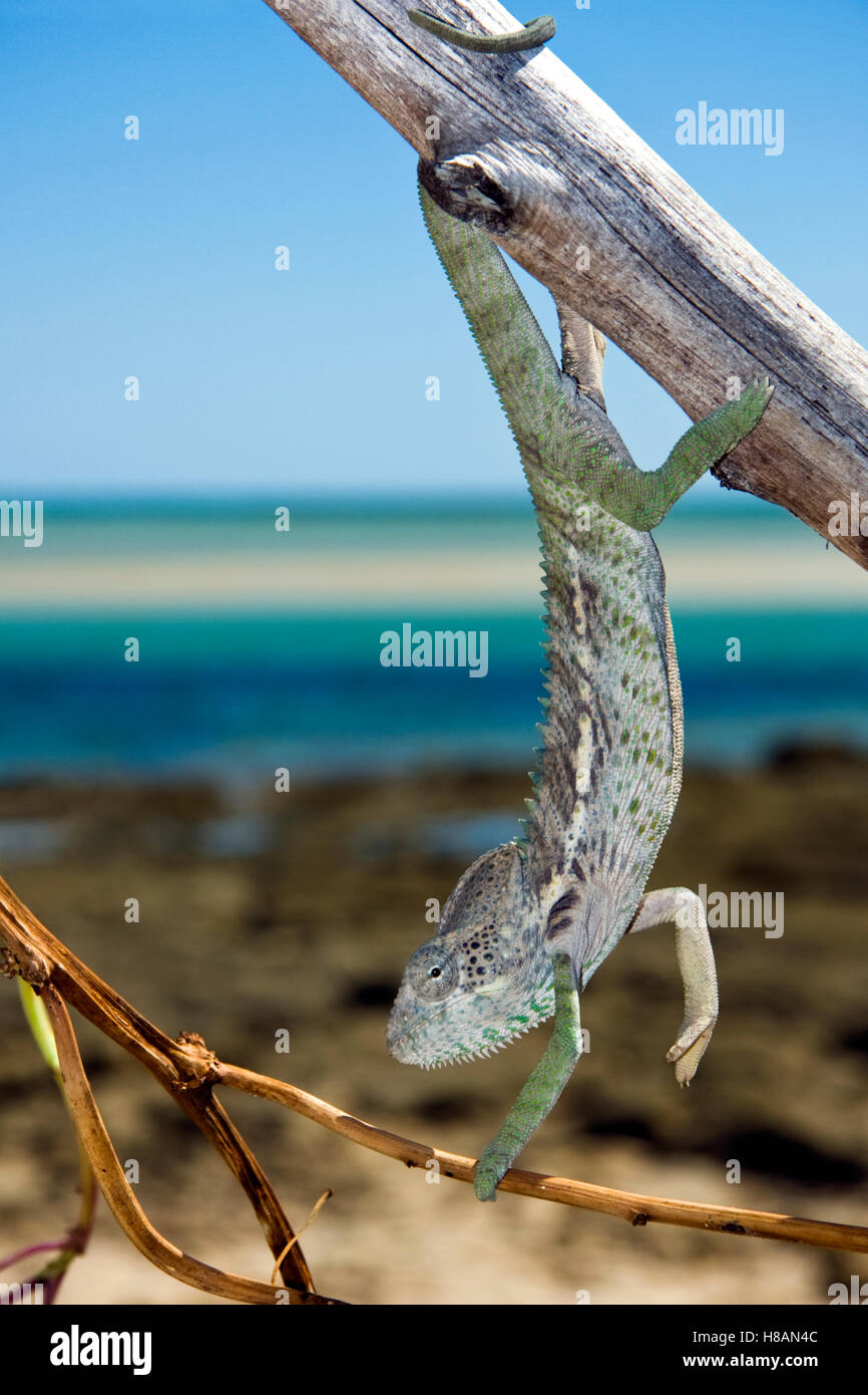 Spiny Chameleon (Chamaeleo verrucosus) hanging from a branch, Belo-sur ...