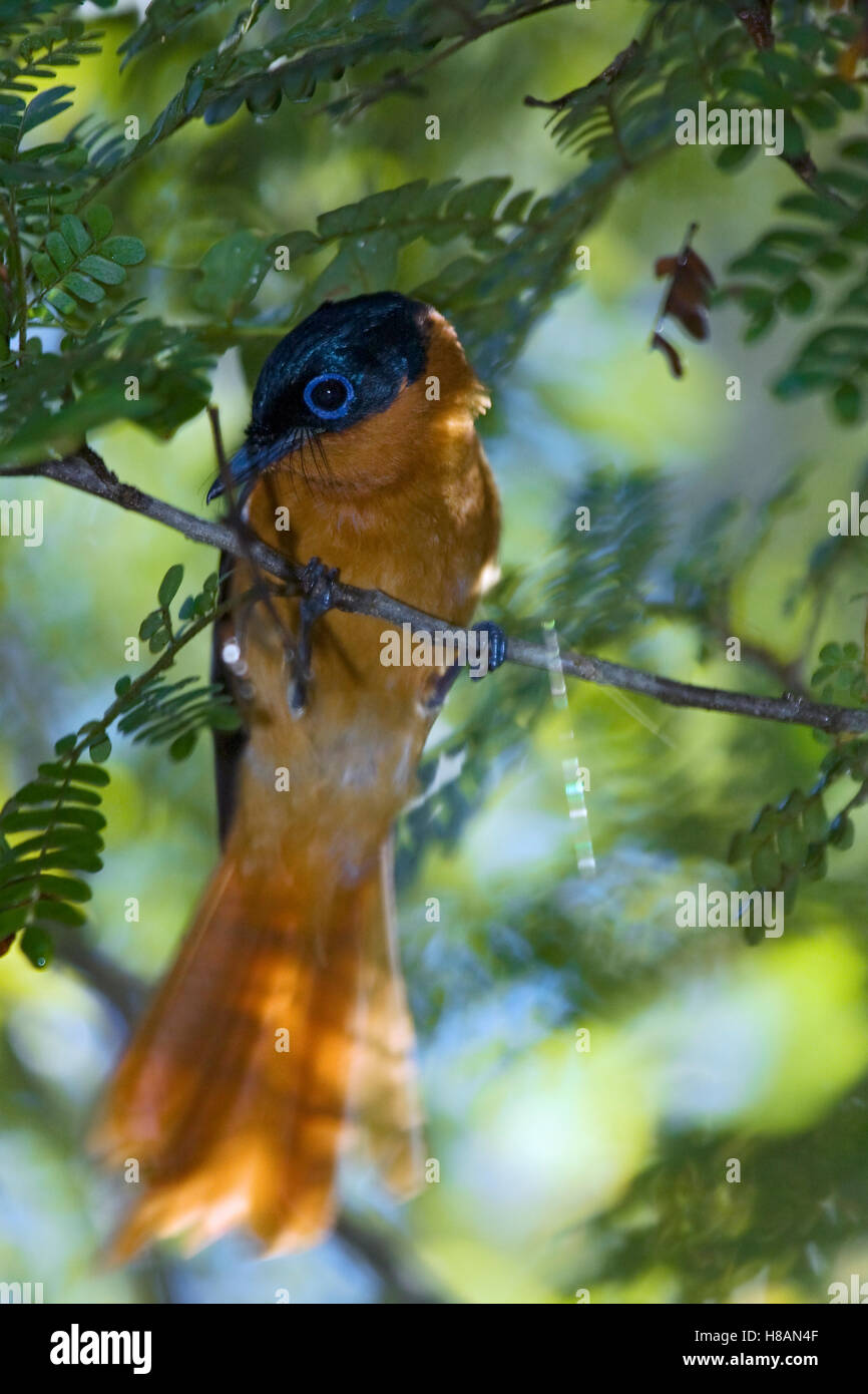 Madagascar Paradise Flycatcher (Terpsiphone mutata) female, Kirindy ...
