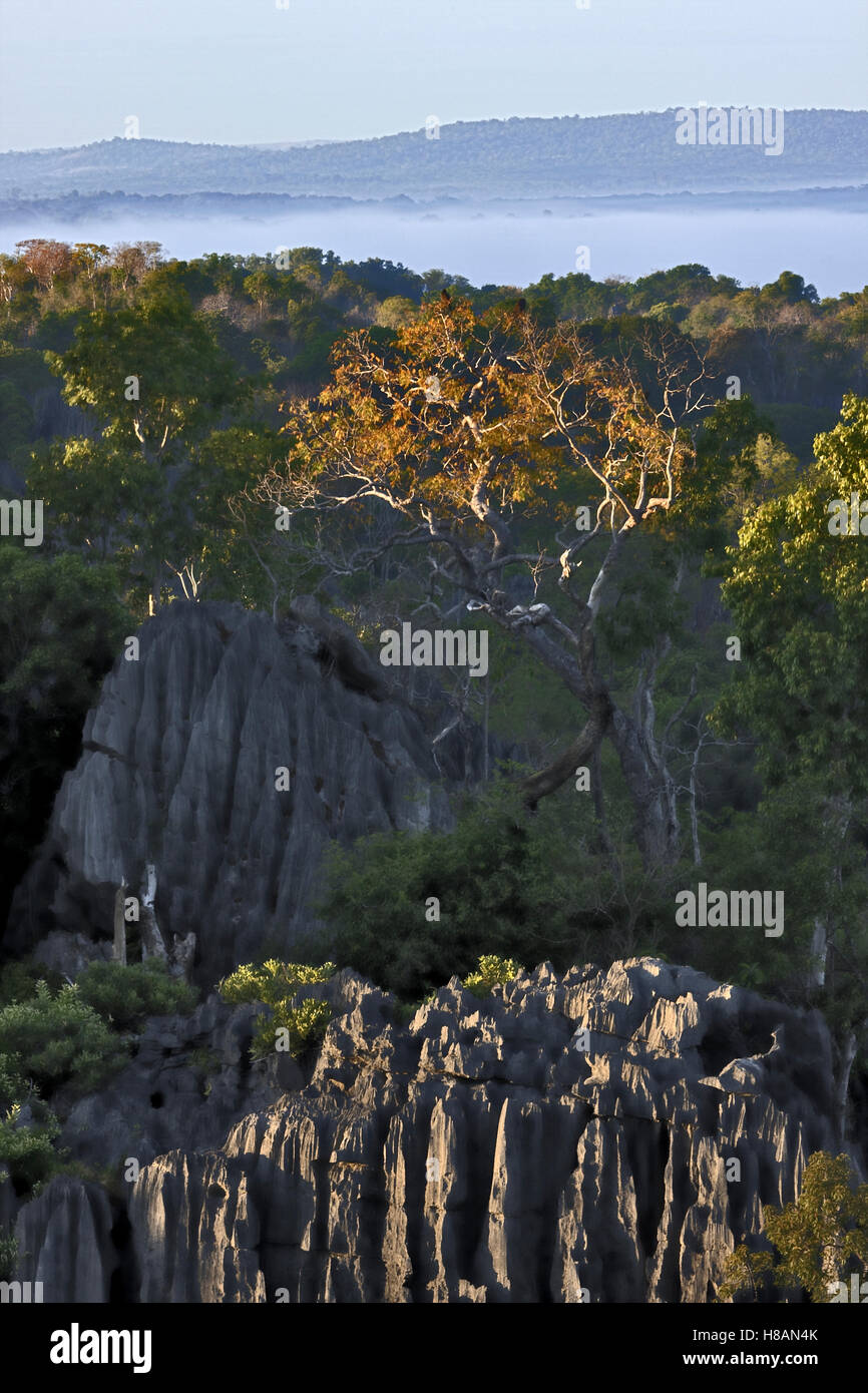 Tsingy rock formations and surrounding dry deciduous forest, Tsingy de ...