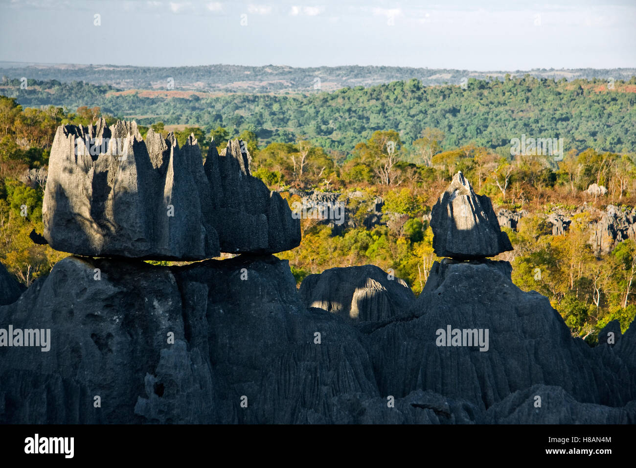 Tsingy rock formations and surrounding dry decidious forest, Tsingy de ...