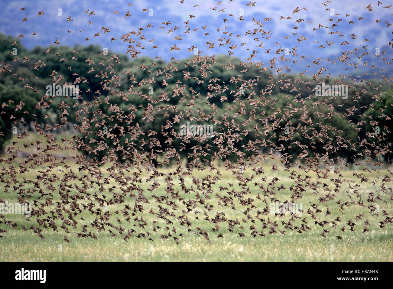 Spanish Sparrow (Passer hispaniolensis) flock flying above field ...