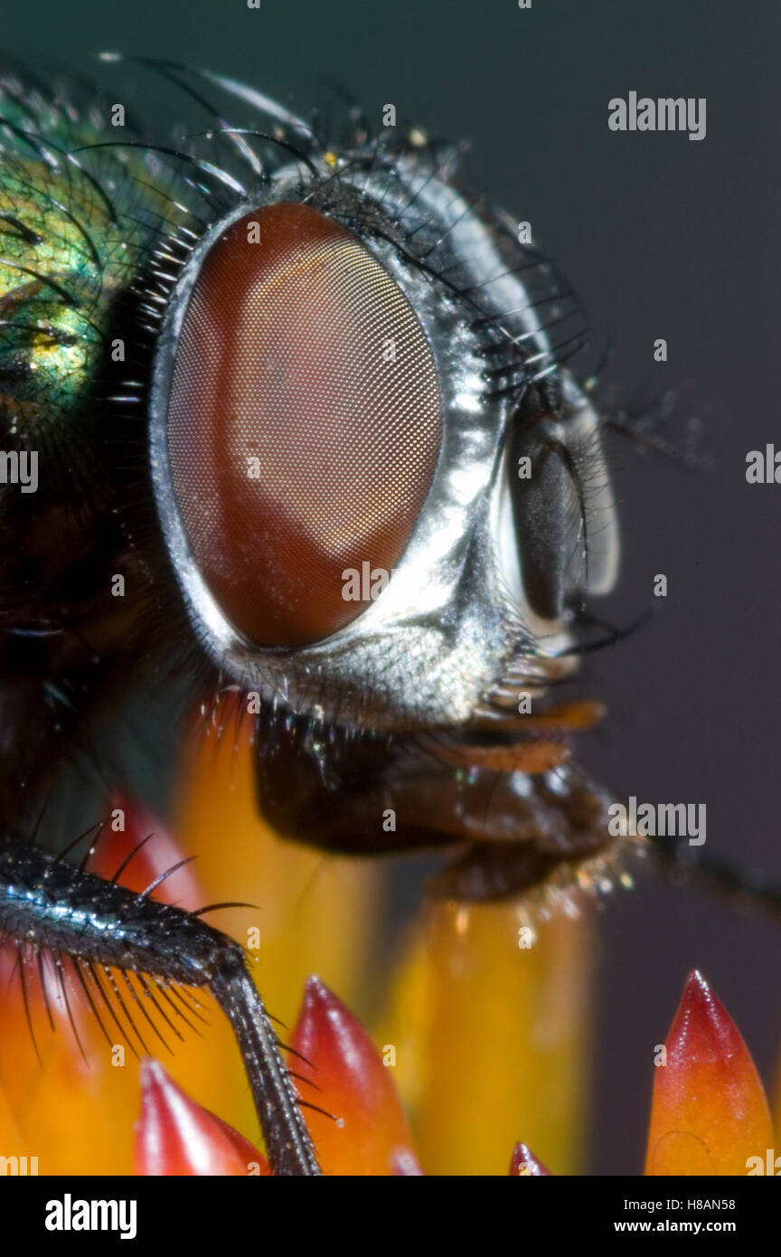 Greenbottle Fly (Lucilia caesar) showing compound eyes, Netherlands ...
