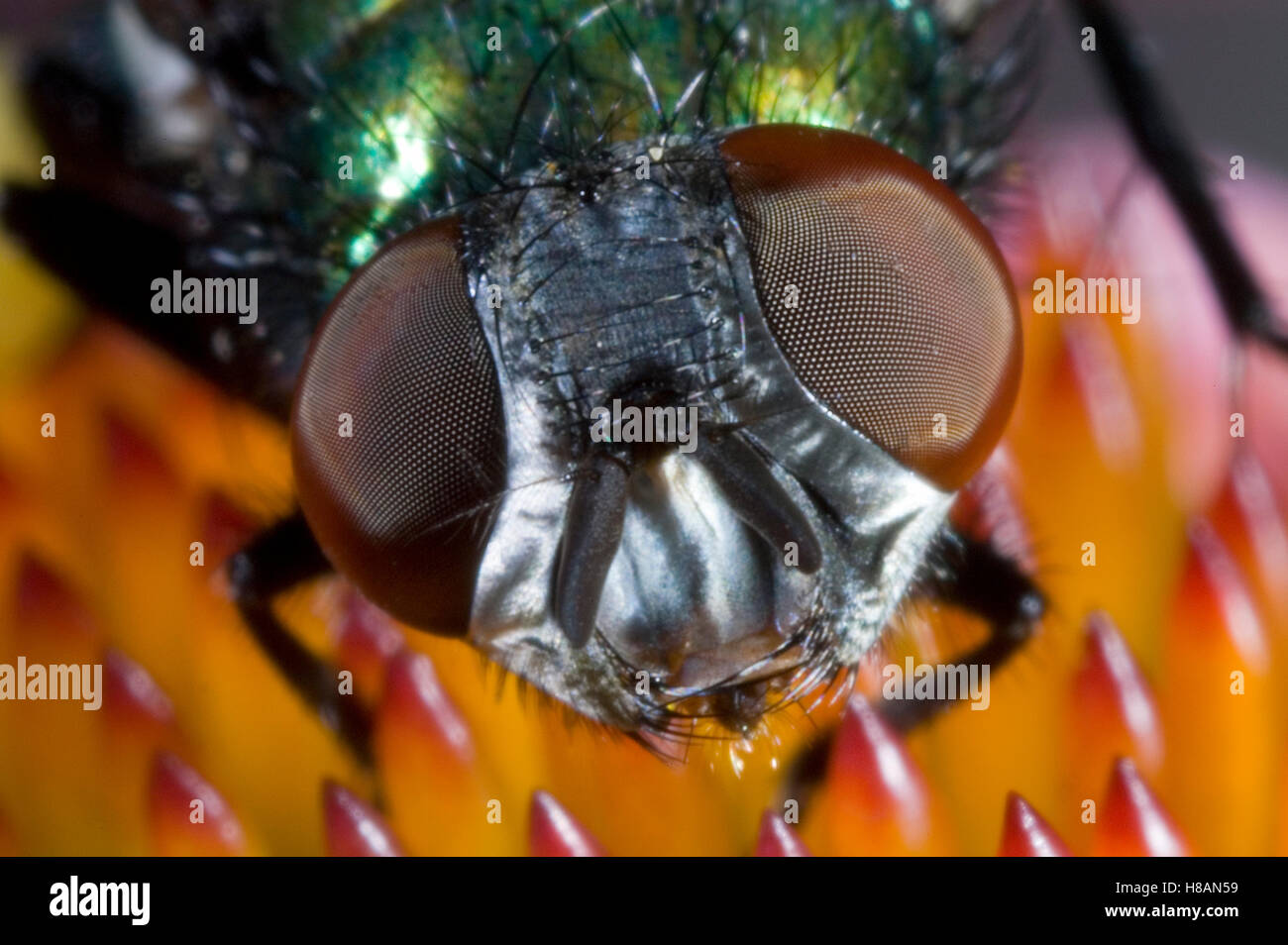 Greenbottle Fly (Lucilia caesar) showing compound eyes, Netherlands ...