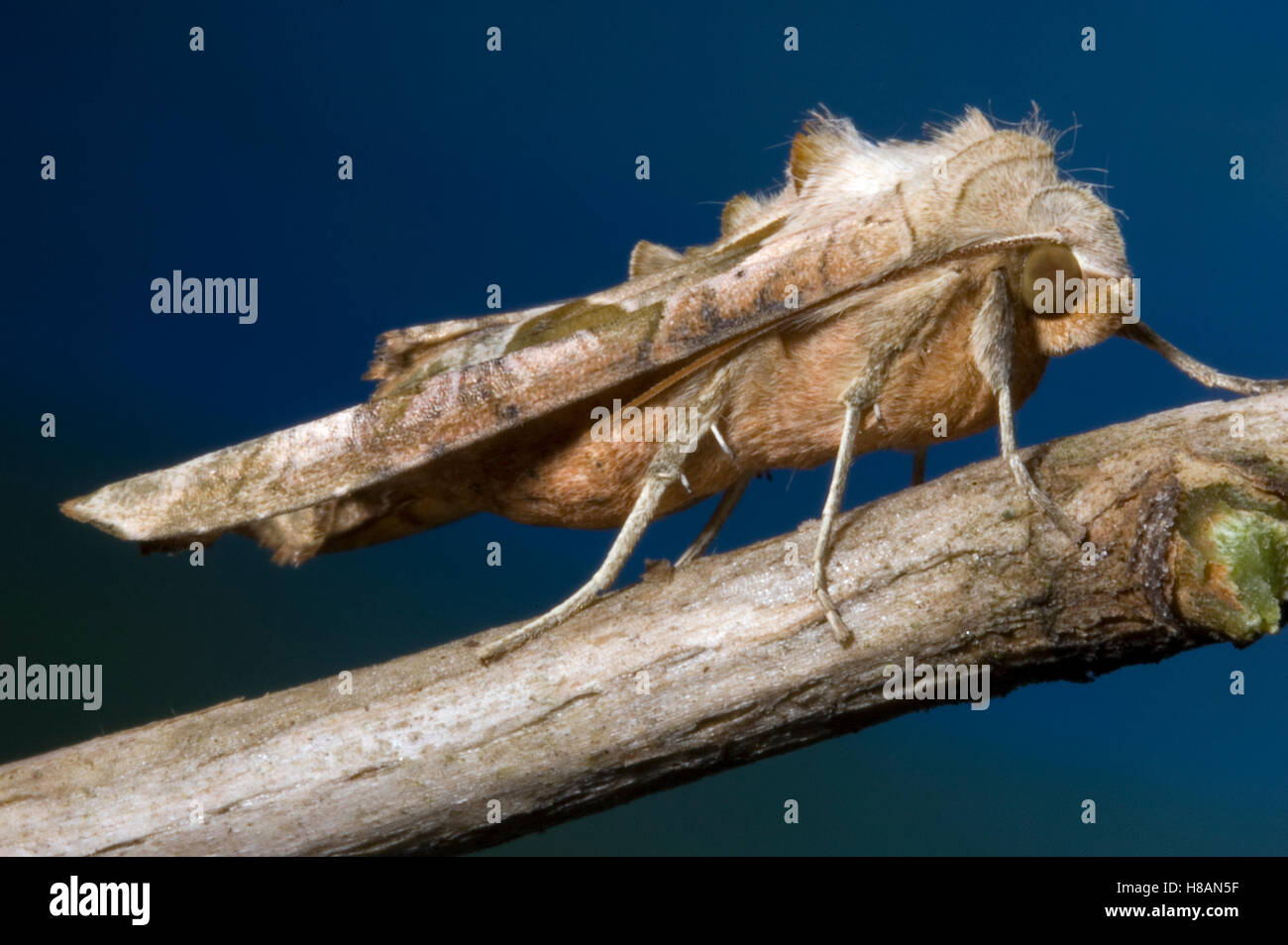 Angle Shades (Phlogophora meticulosa) moth, Netherlands Stock Photo - Alamy