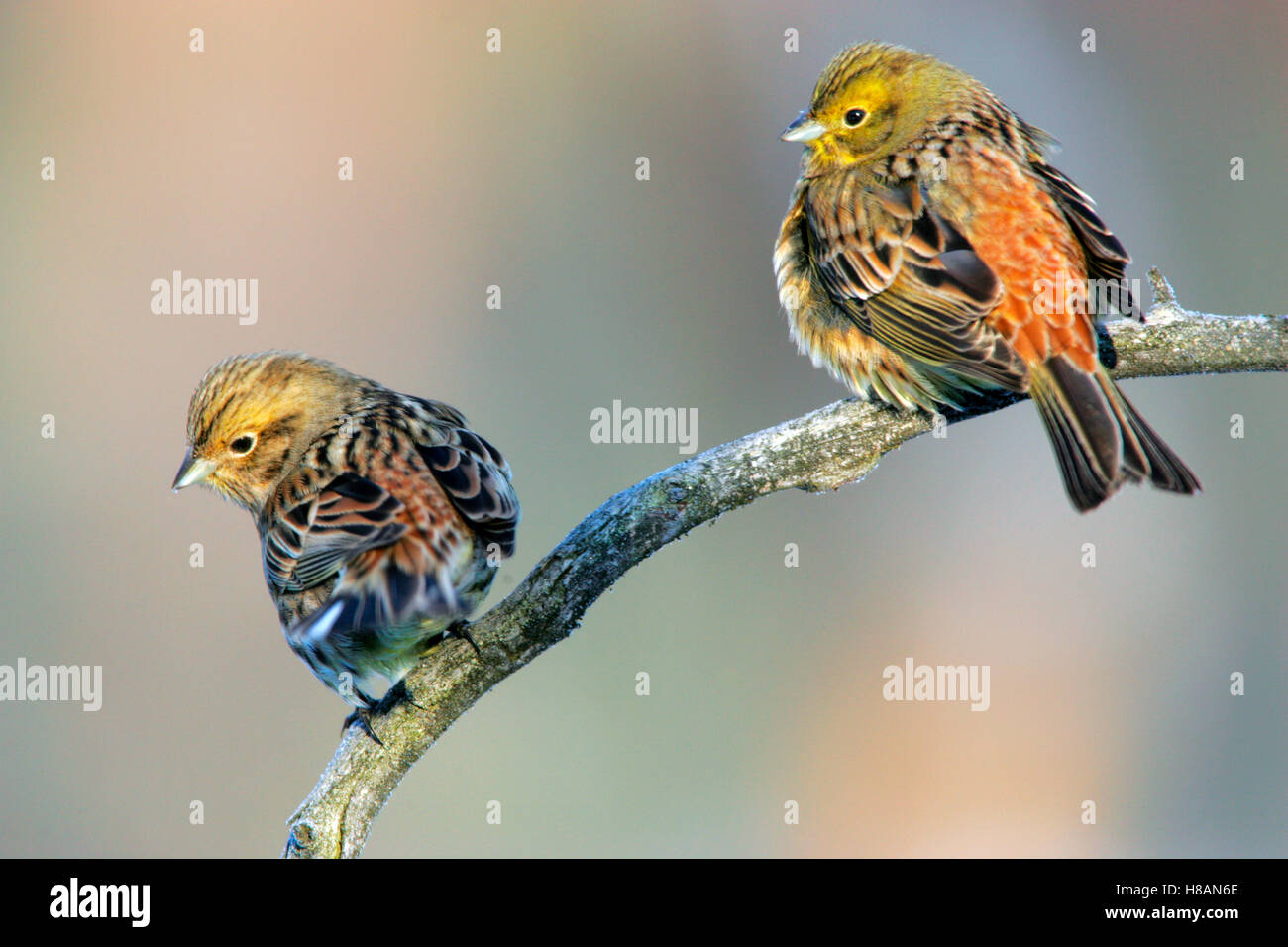 Yellowhammer (Emberiza citrinella) pair,feathers fluffed for warmth ...