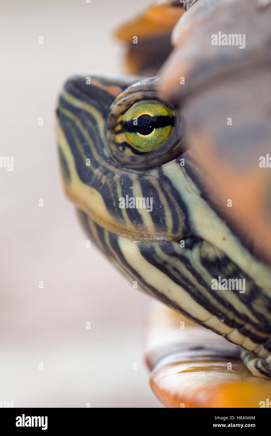 Red-eared Slider (Trachemys scripta elegans) turtle head, Texas Stock ...