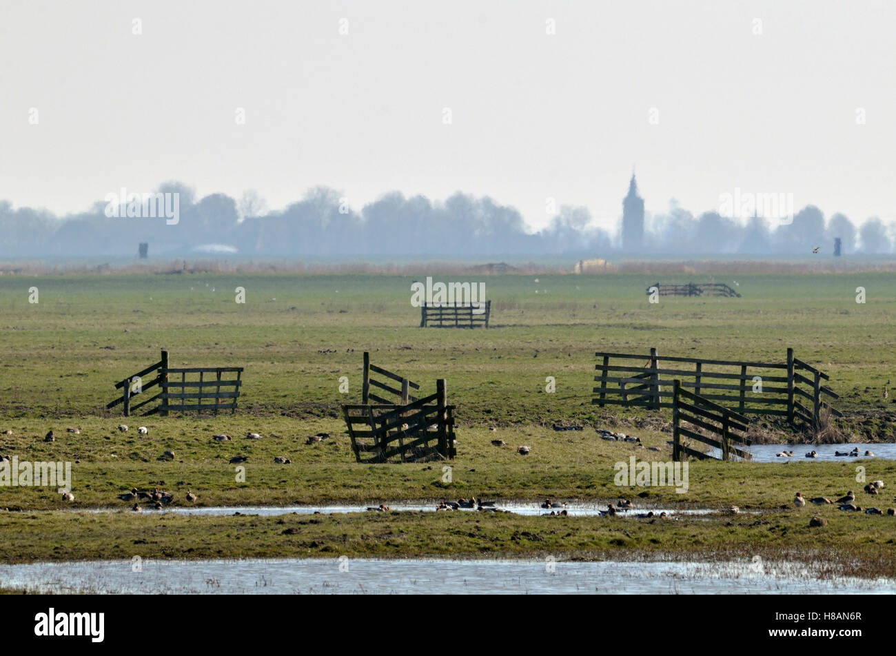 Pastures with fences, Friesland, Netherlands Stock Photo - Alamy