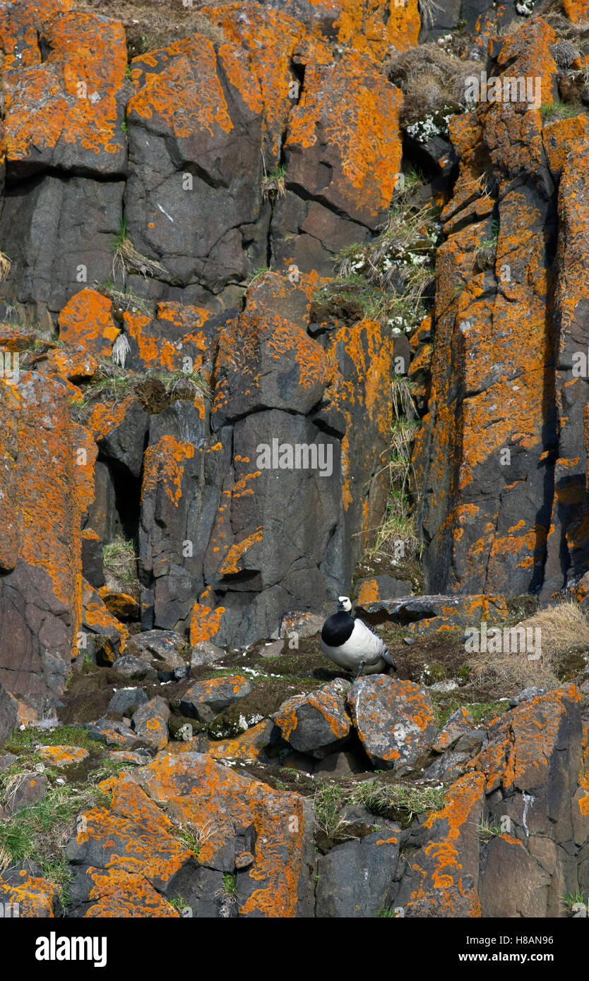 Barnacle Goose (Branta leucopsis) on cliff, Svalbard, Norway Stock ...