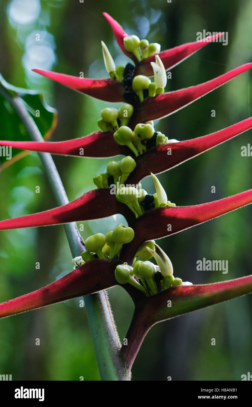 Heliconia (Heliconia burleana) flower, Andes, Ecuador Stock Photo - Alamy