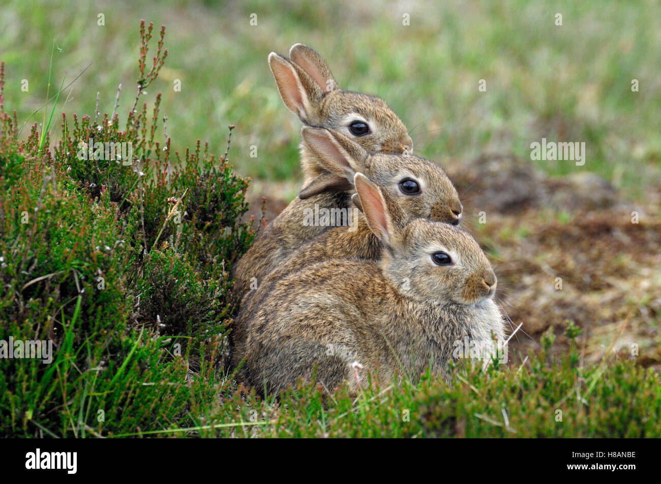 European Rabbit (Oryctolagus cuniculus) group, National Park De Hoge ...