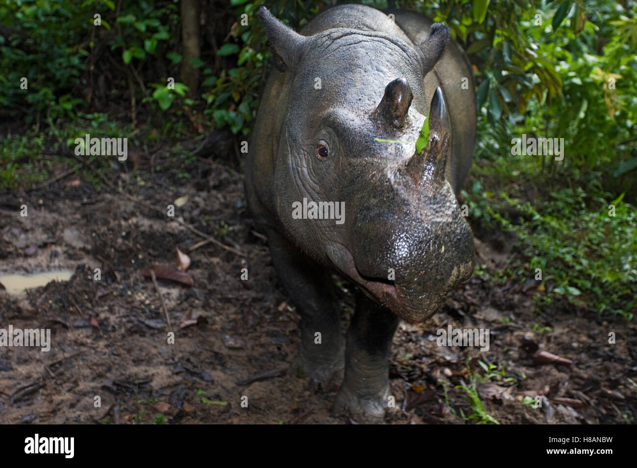 Sumatran Rhinoceros (Dicerorhinus sumatrensis), Sumatran Rhino ...