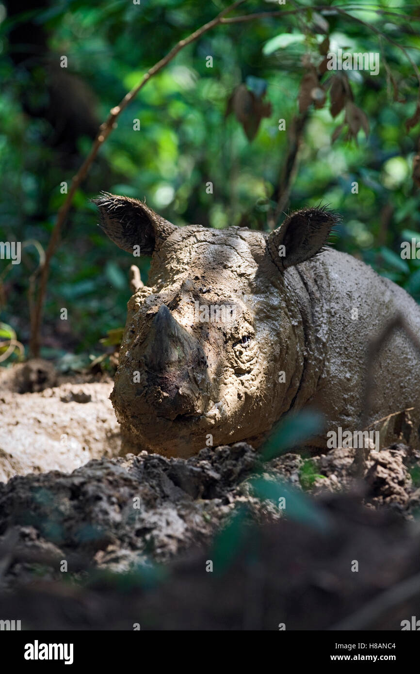 Sumatran Rhinoceros (Dicerorhinus sumatrensis) male taking mud bath ...