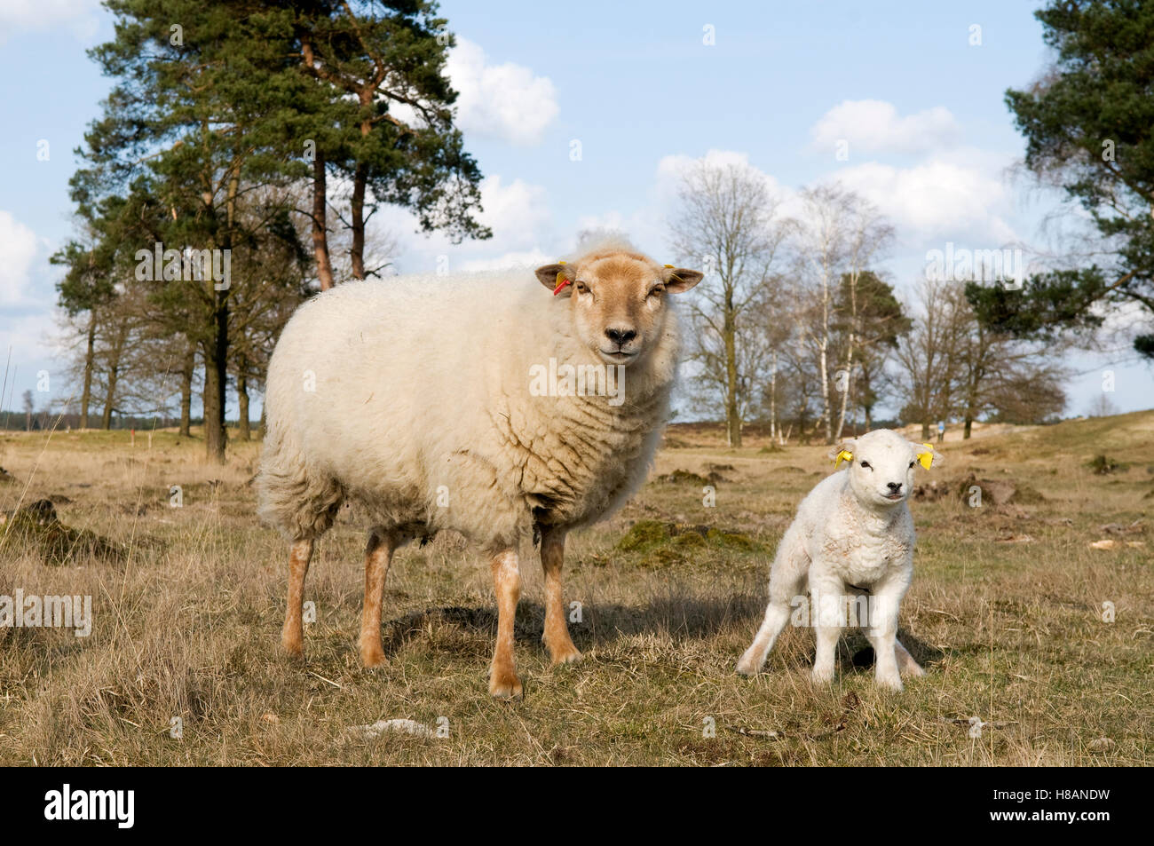 Domestic Sheep (Ovis aries) sheep and lamb on the moor, Kale Duinen ...