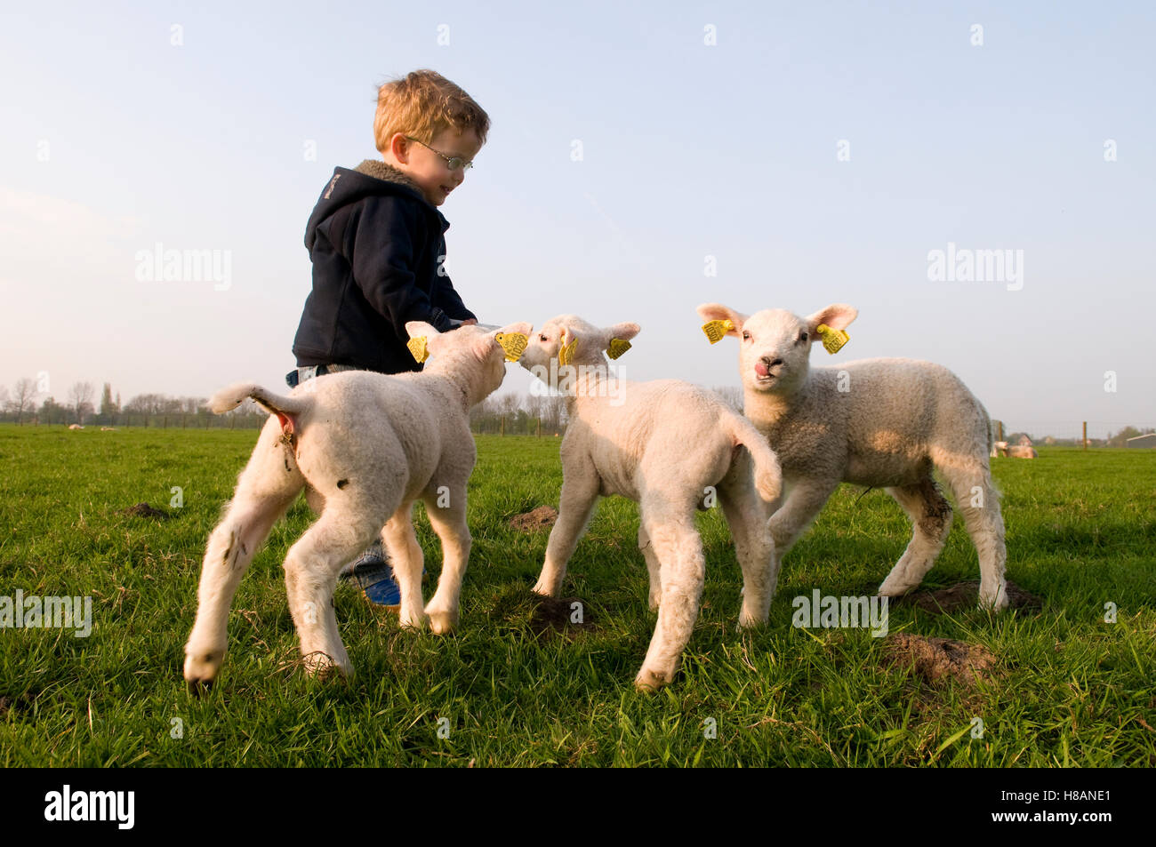 Domestic Sheep (Ovis aries) lambs being fed by child, Veenwouden ...