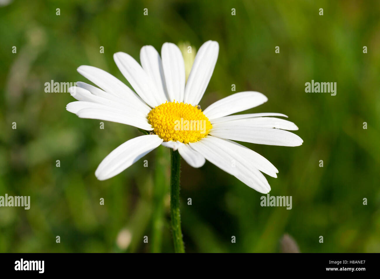 Back view single flower hi-res stock photography and images - Alamy