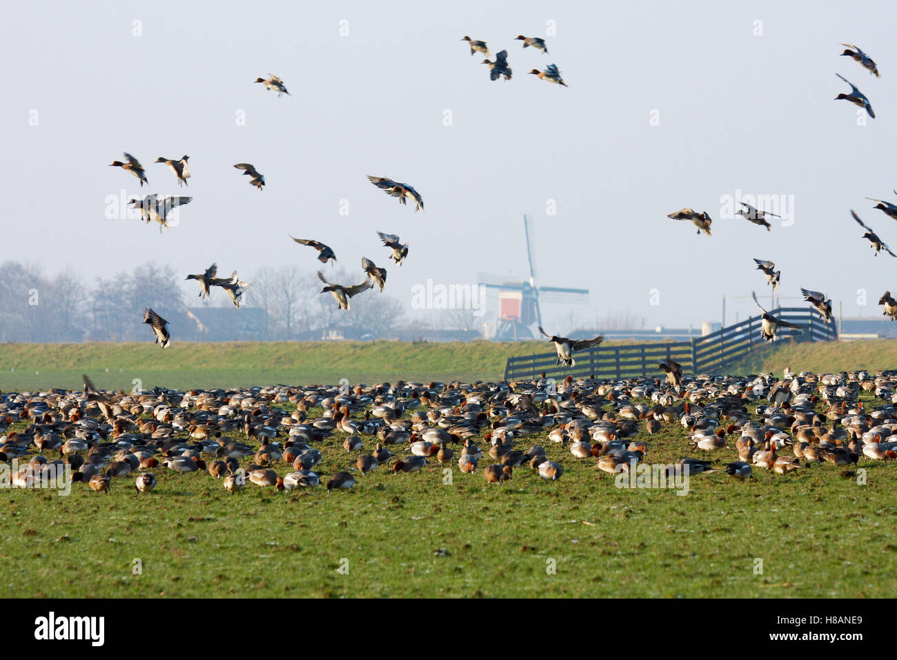 Eurasian Wigeon (Anas penelope), duck flock foraging, Netherlands Stock ...