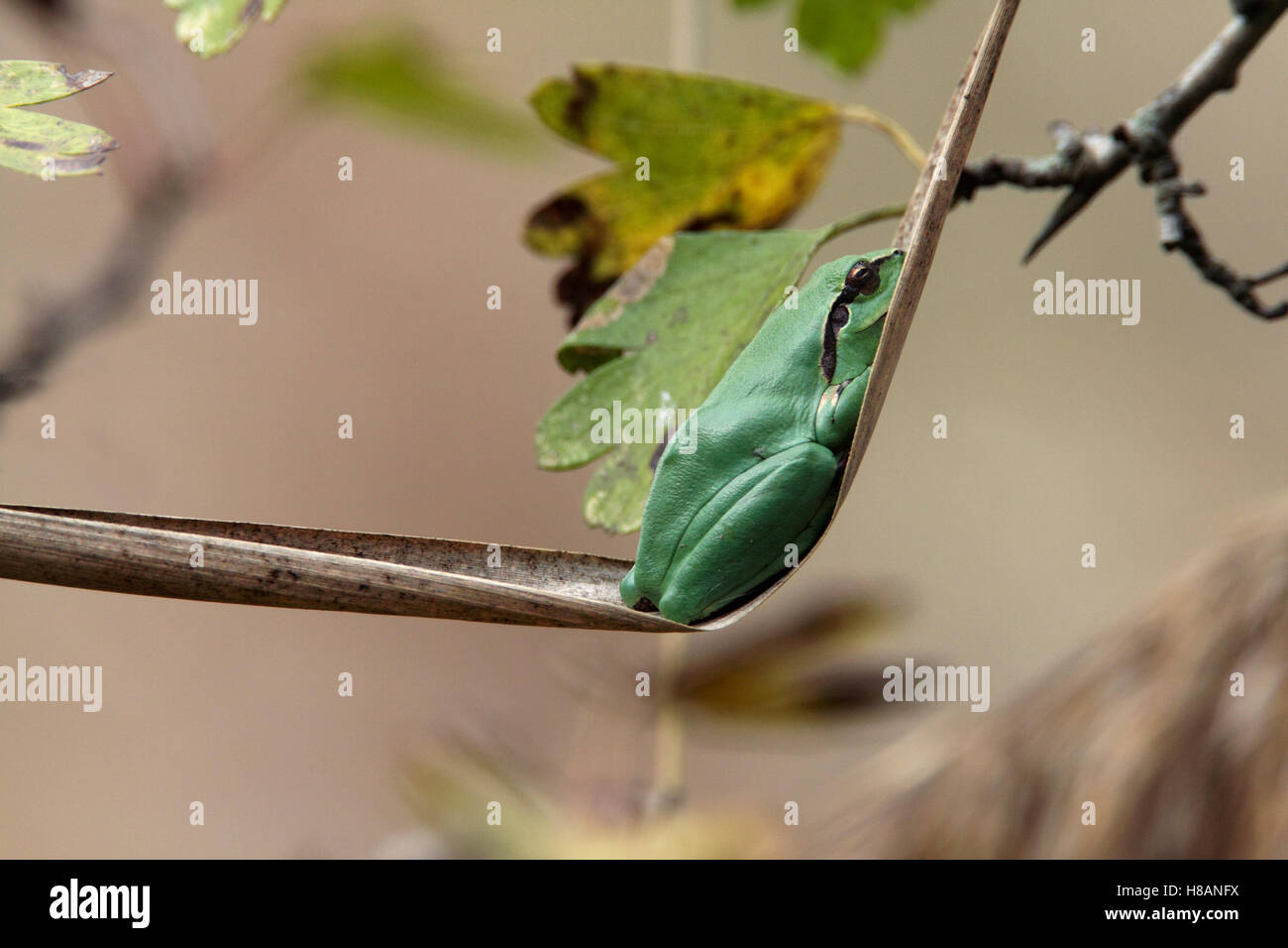 Stripeless Tree Frog (Hyla meridionalis), Camargue, France Stock Photo ...