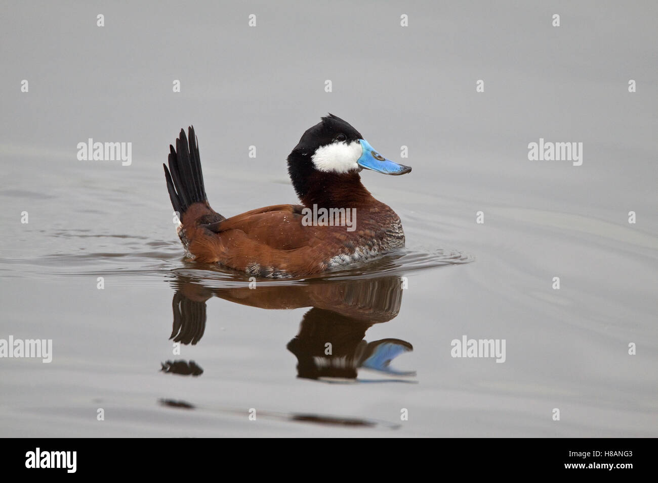 Ruddy Duck (Oxyura jamaicensis) drake showing courtship behavior ...