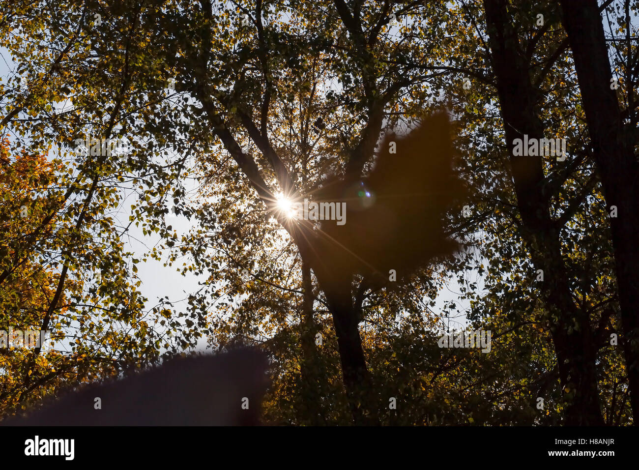 Fall sun lighting up leaves hi-res stock photography and images - Alamy
