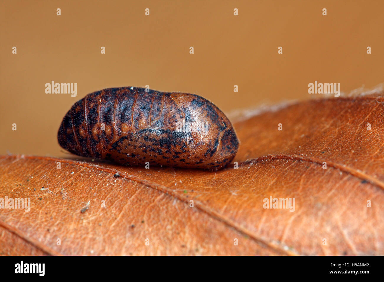 Purple Hairstreak (Neozephyrus quercus) butterfly chrysalis on a leaf ...