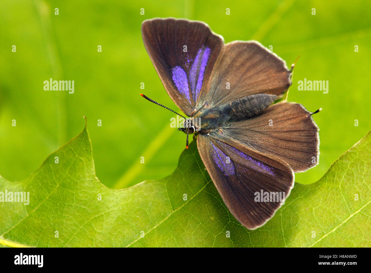 Purple Hairstreak (Neozephyrus quercus) butterfly female on a leaf ...