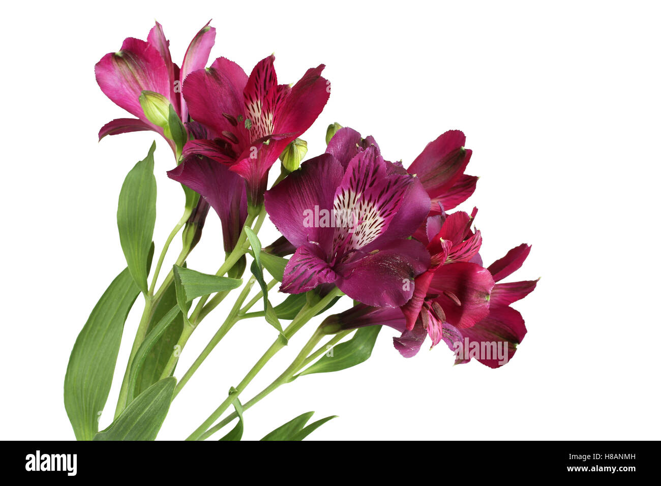 Purple alstroemeria flowers isolated on white background Stock Photo ...