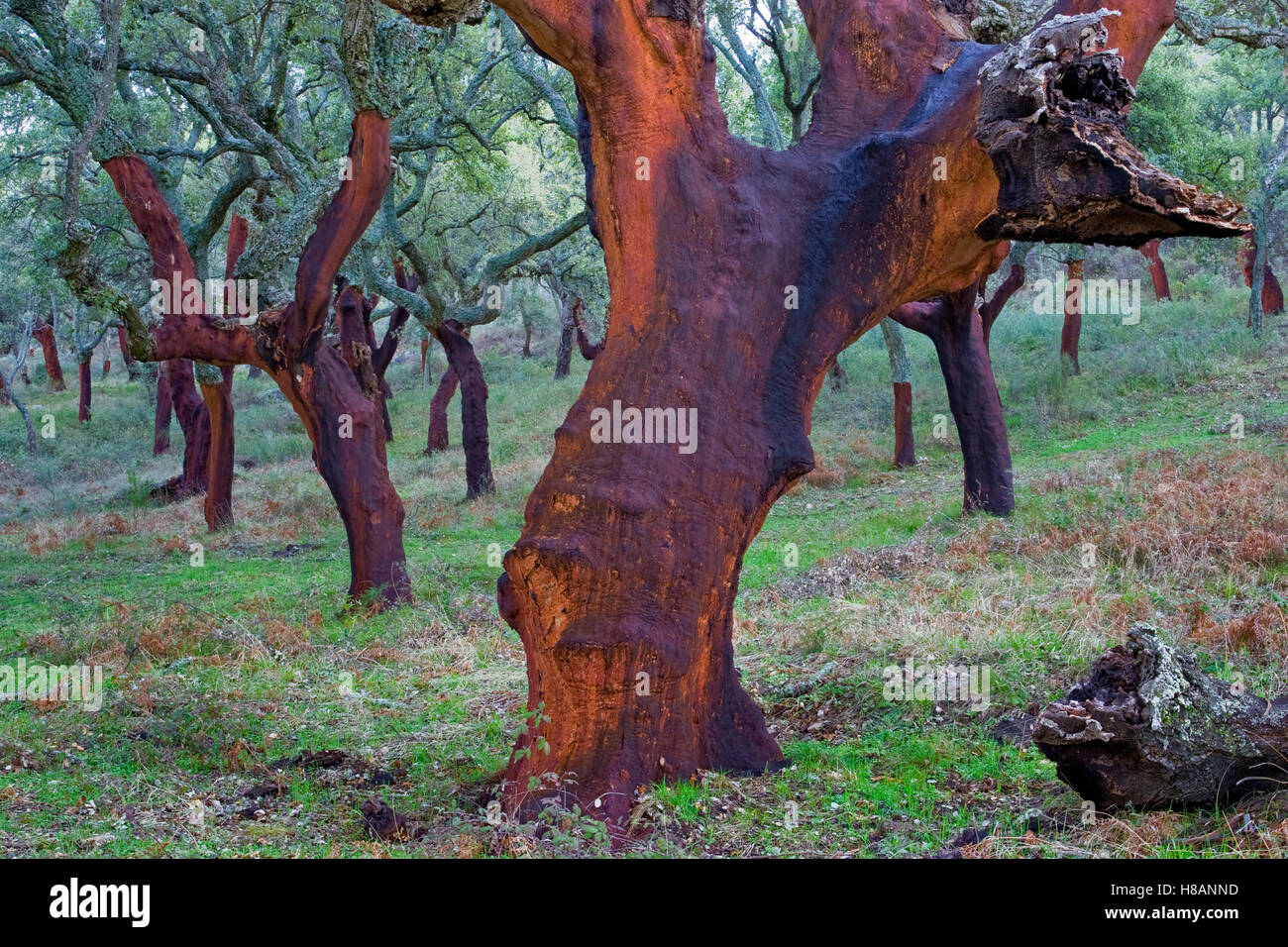 Cork Oak (Quercus suber) orchard with harvested trees, Solana de los ...