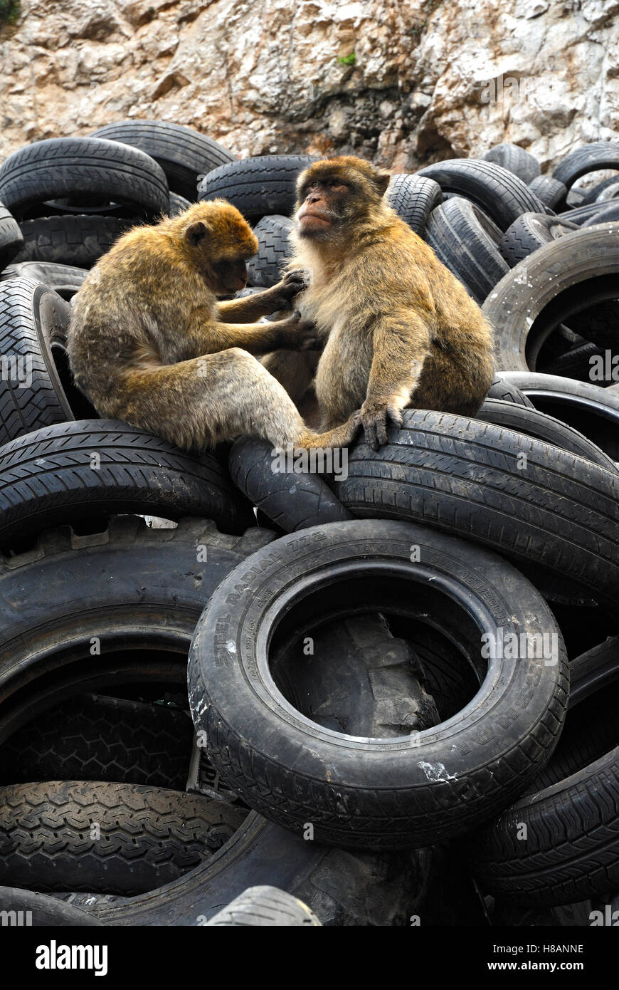 Barbary Macaque (Macaca sylvanus) pair grooming in tire dump, Rock of ...