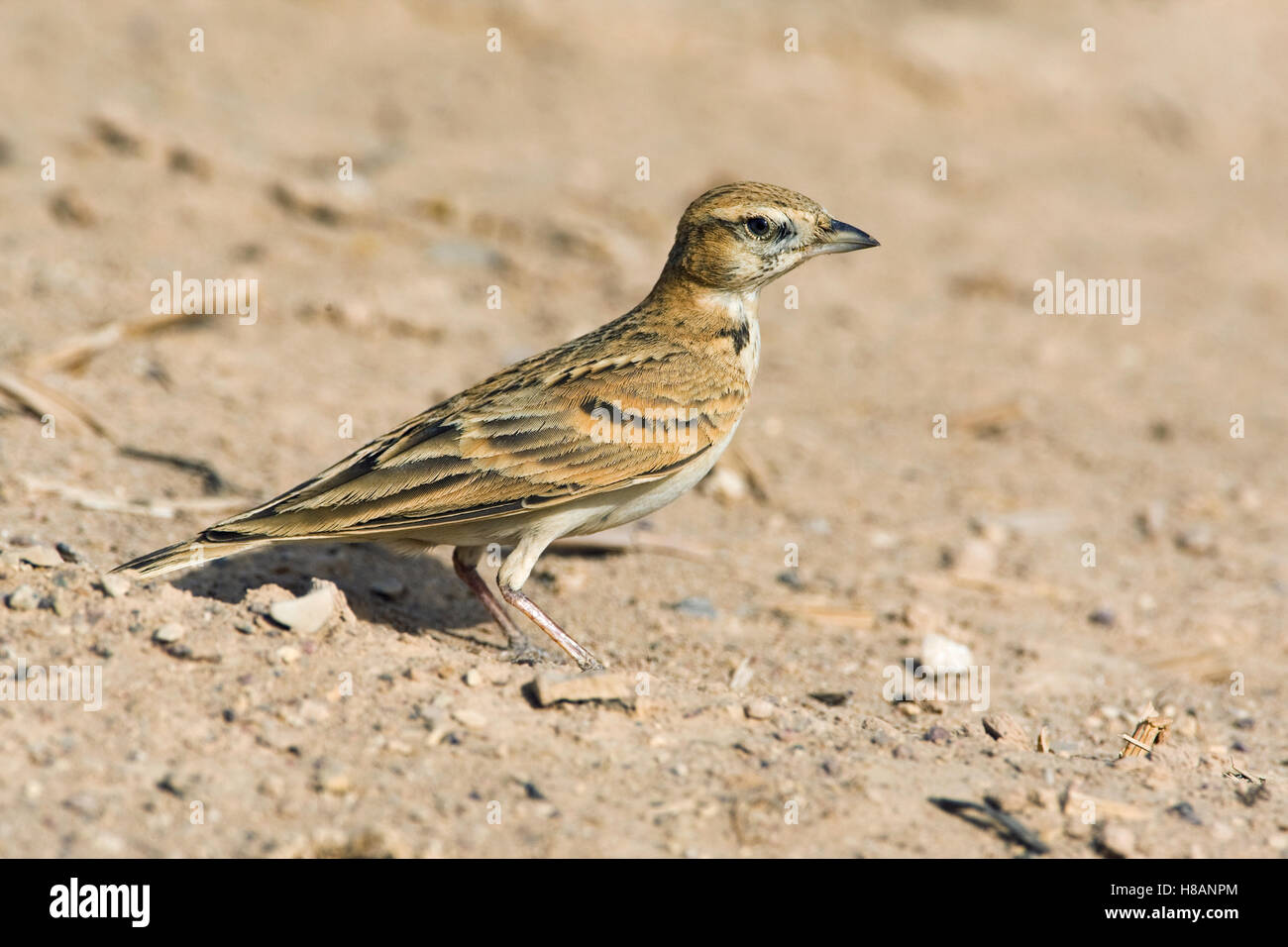 Lesser Short-toed Lark (Calandrella rufescens), Israel Stock Photo - Alamy