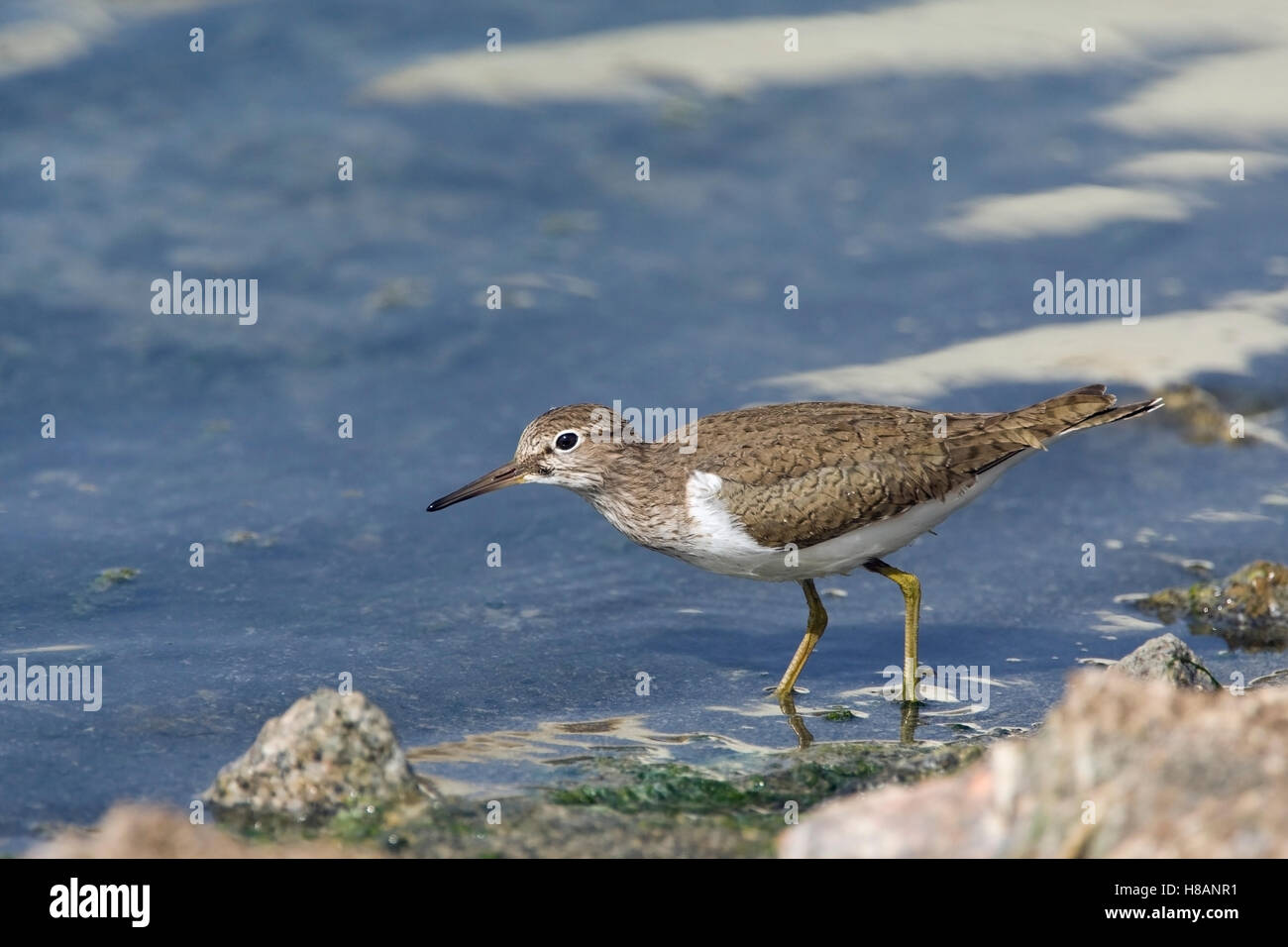 Common Sandpiper (Actitis hypoleucos) foraging along shore, Israel ...