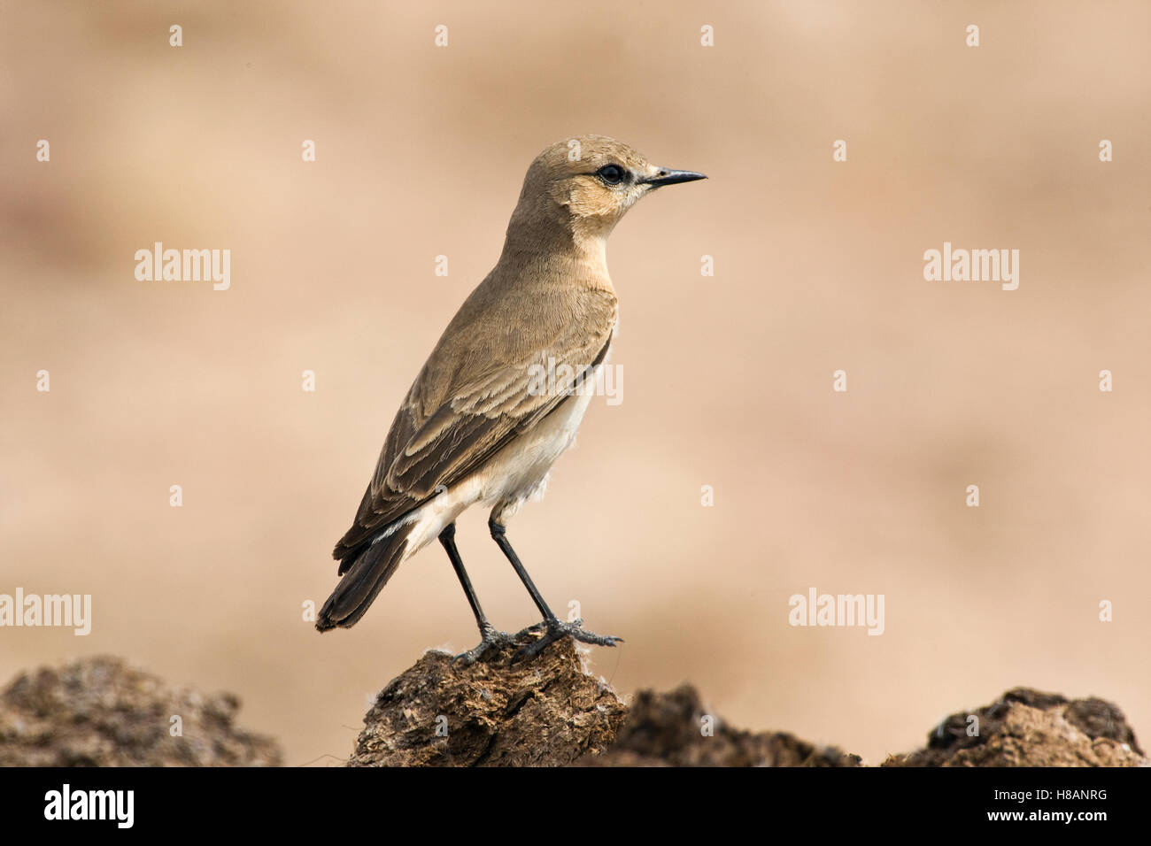 Isabelline Wheatear (Oenanthe isabellina), Israel Stock Photo - Alamy