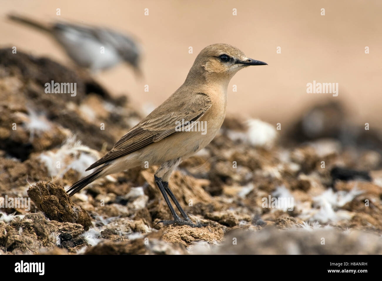 Isabelline Wheatear (Oenanthe isabellina), Israel Stock Photo - Alamy