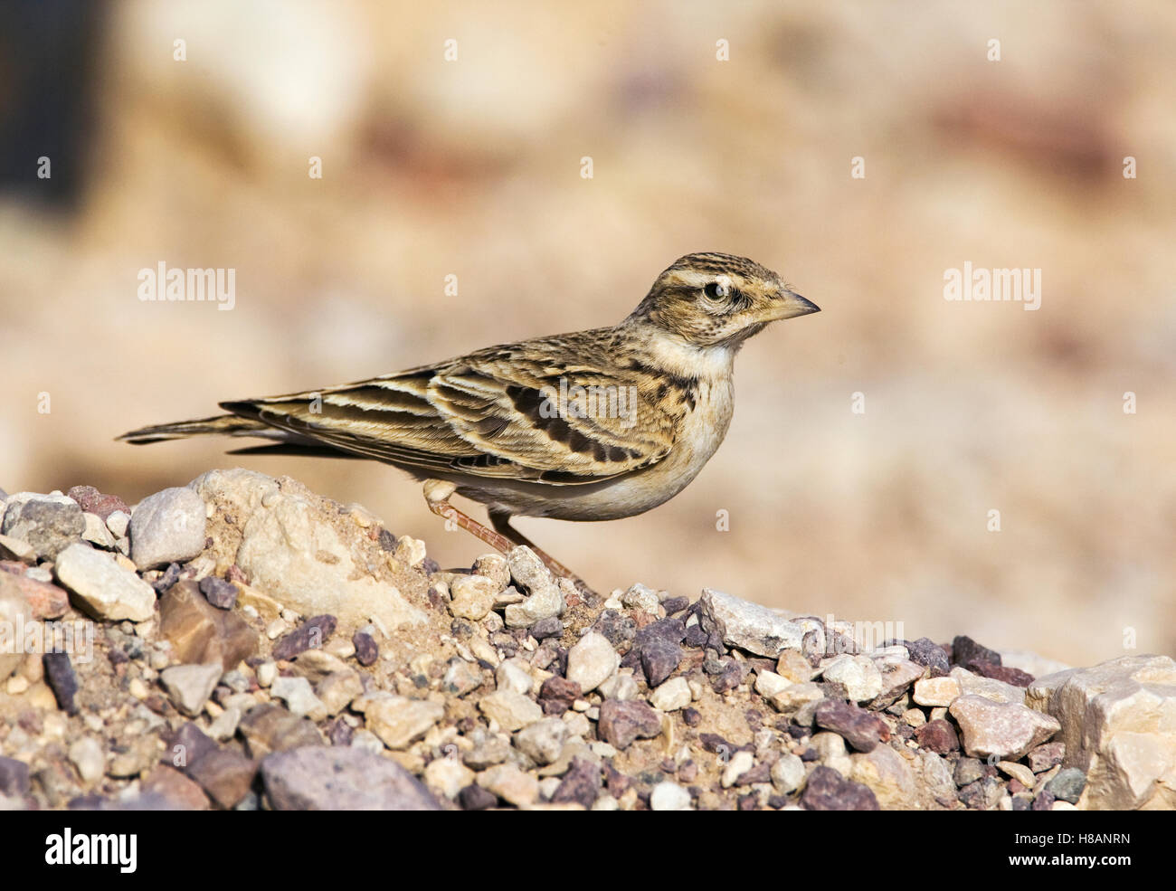 Lesser Short-toed Lark (Calandrella rufescens), Israel Stock Photo - Alamy